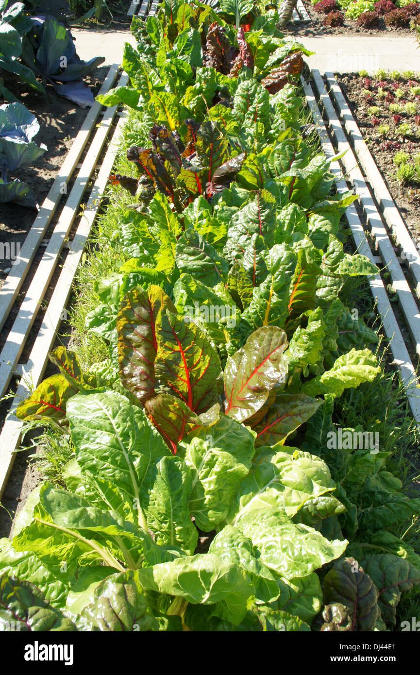 Chard vegetables hi-res stock photography and images - Alamy