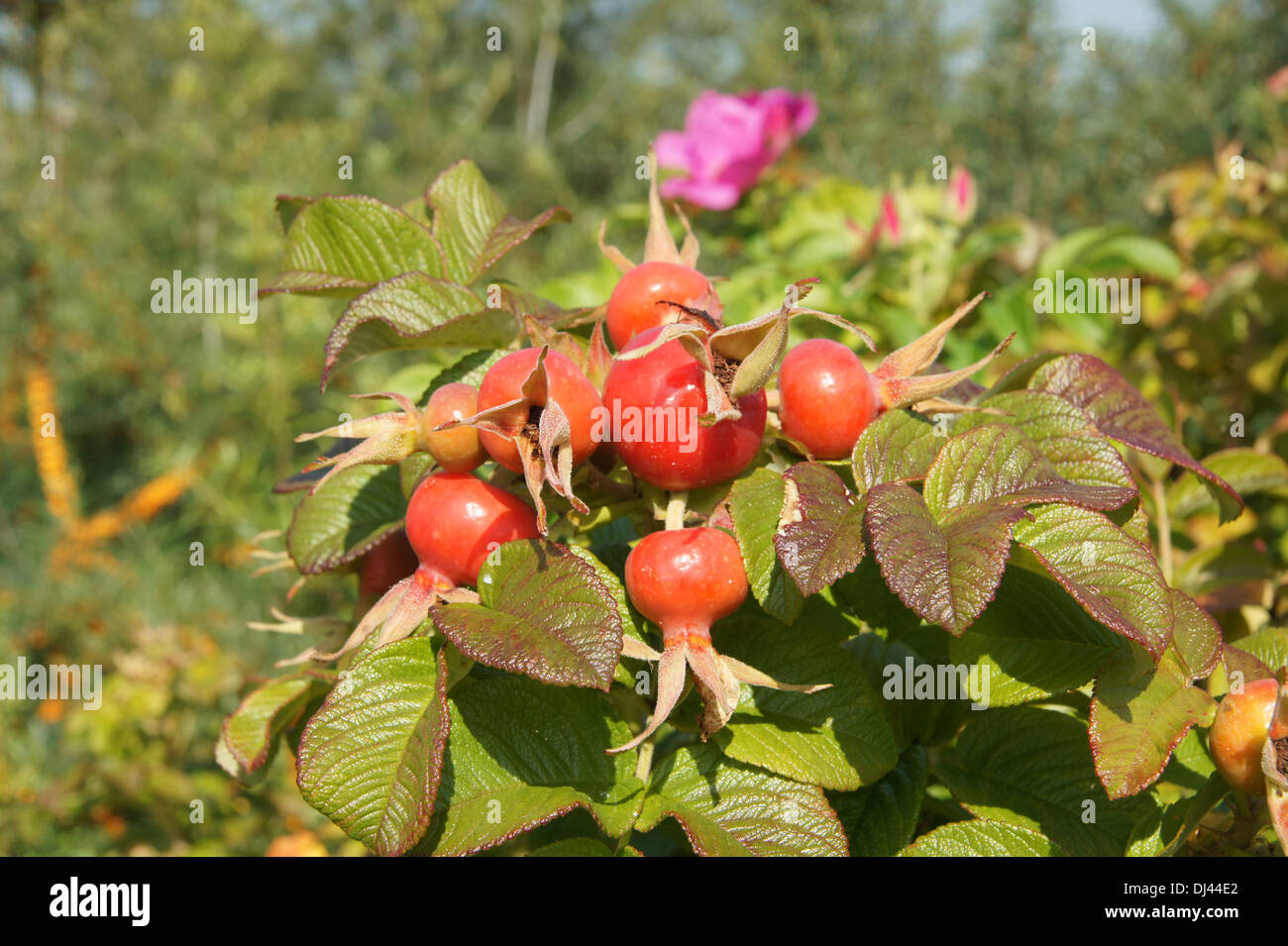 Rosa rugosa blume hi-res stock photography and images - Alamy