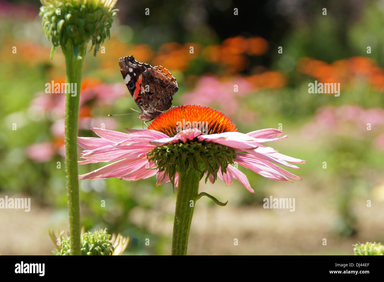 Sonnenhut tee hi-res stock photography and images - Alamy