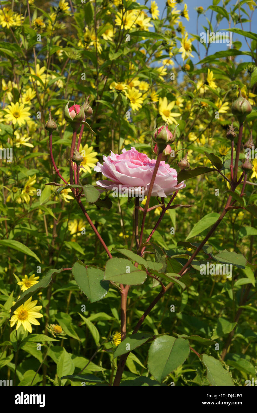 Rosa James Galway, Englische Rose Stock Photo - Alamy