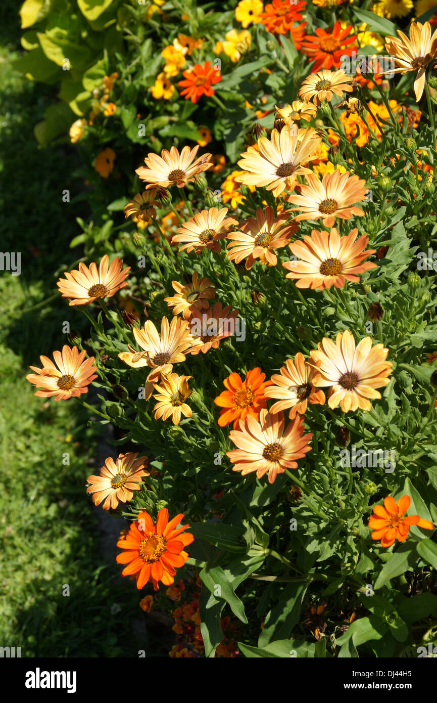 Cape marguerite hi-res stock photography and images - Alamy