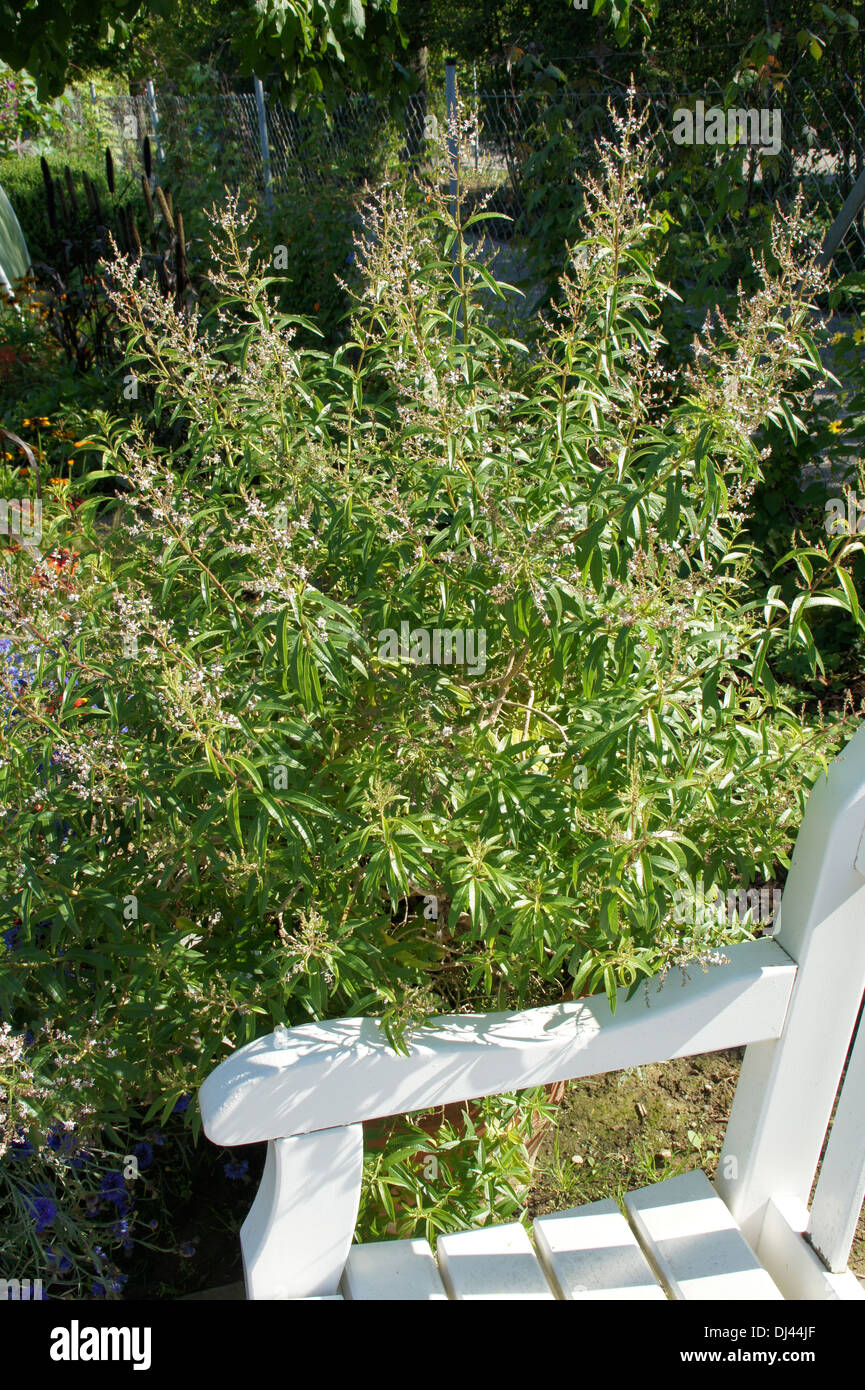 Lemon verbena lippia citriodora aloysia hi-res stock photography and ...