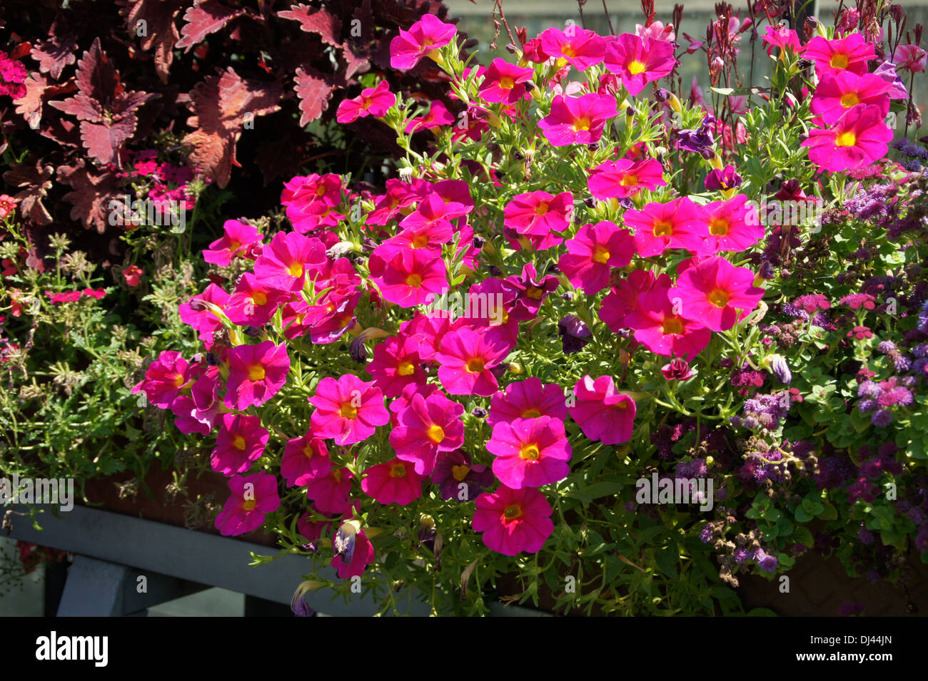 Petunia X Surfinia Stock Photos & Petunia X Surfinia Stock Images - Alamy