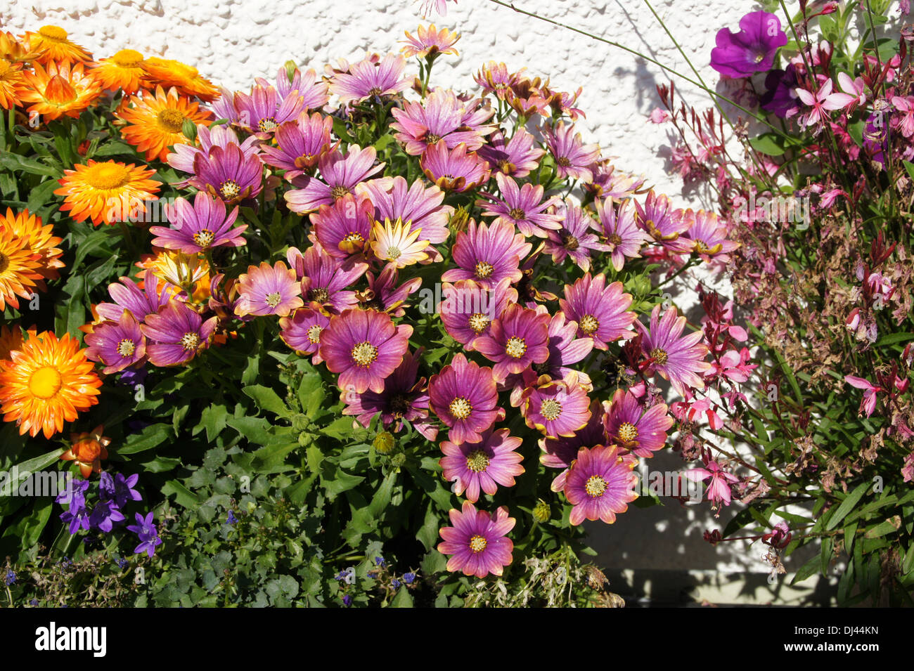 Cape marguerite hi-res stock photography and images - Alamy