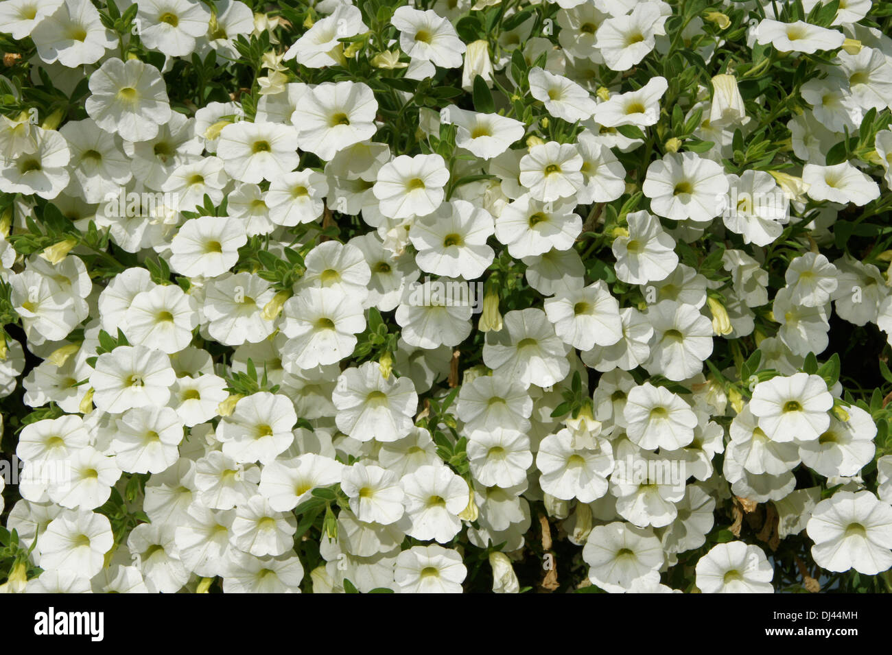 Calibrachoa hi-res stock photography and images - Alamy