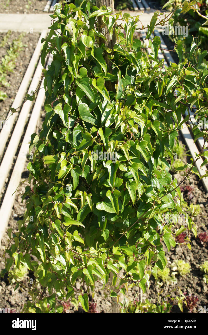 Mexican Yam Bean High Resolution Stock Photography and Images - Alamy