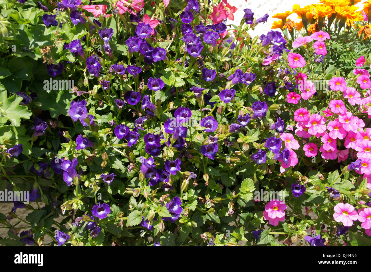 Torenia hi-res stock photography and images - Alamy