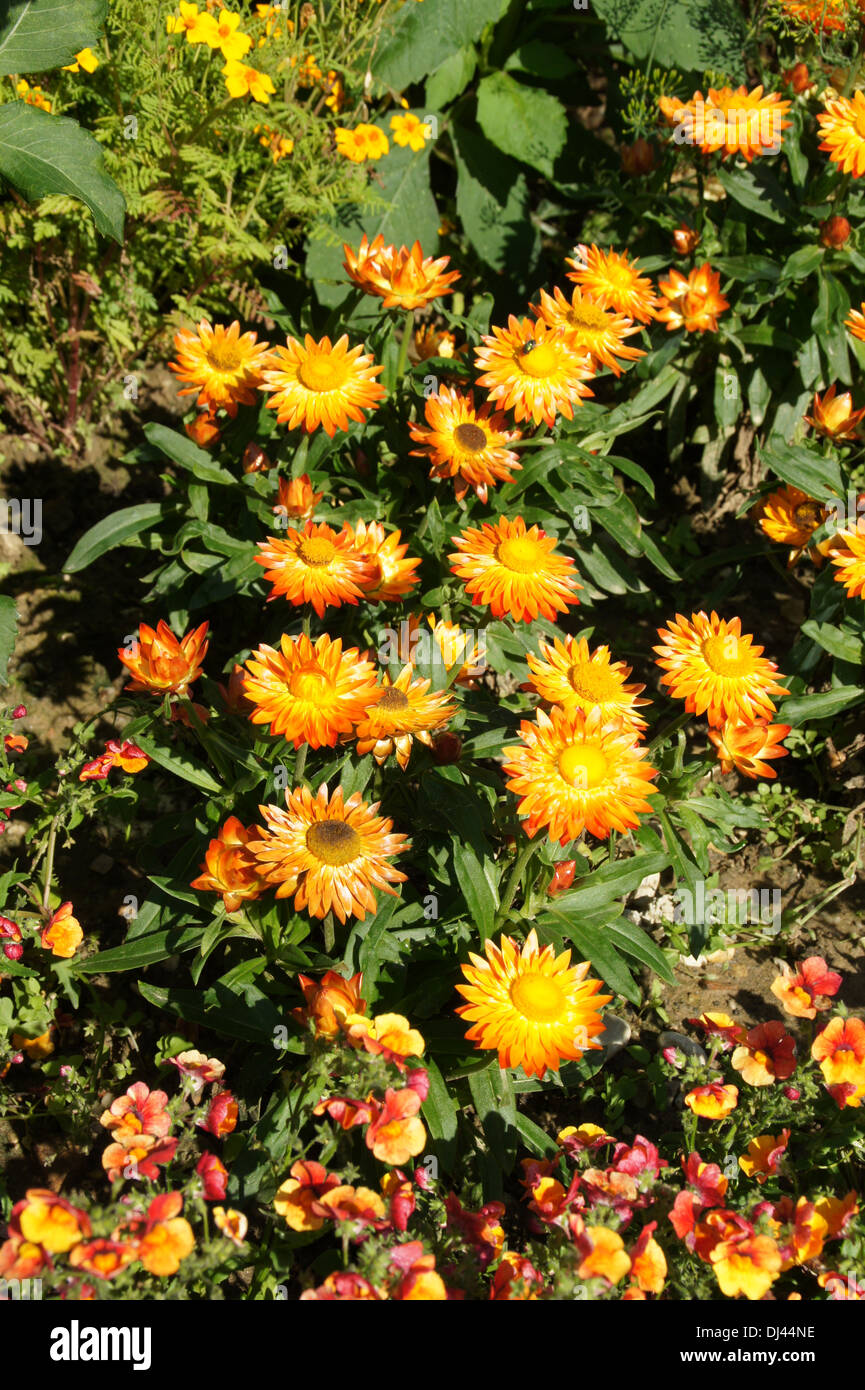 Everlasting daisies hi-res stock photography and images - Alamy