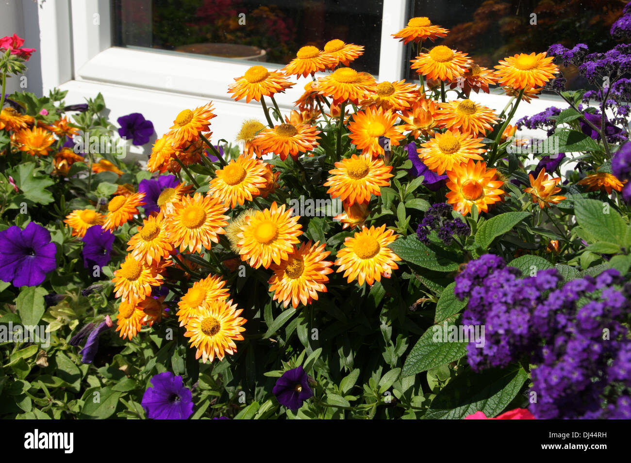 Everlasting Daisy Flowers High Resolution Stock Photography and Images ...