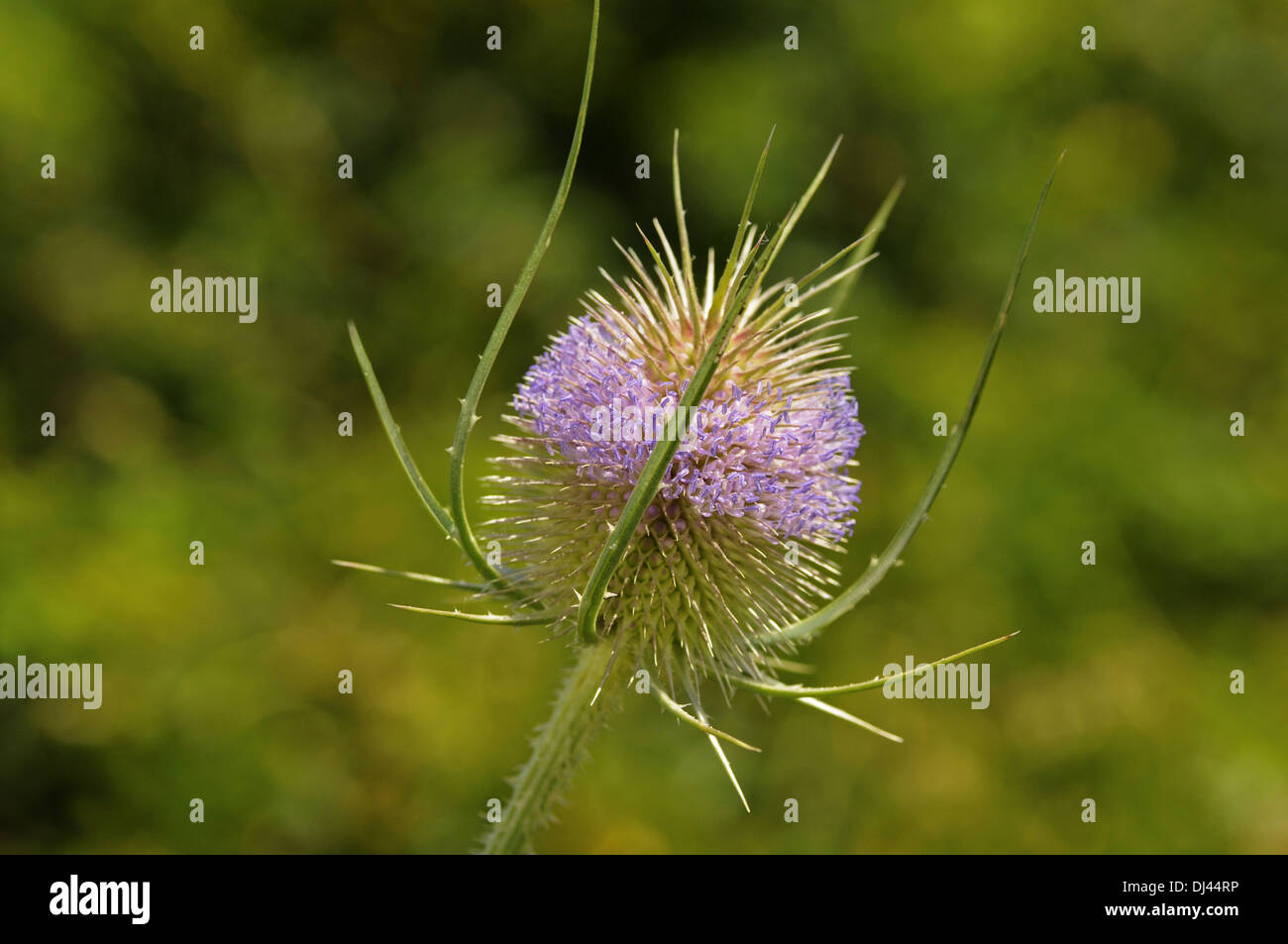 Kardengewachse hi-res stock photography and images - Alamy