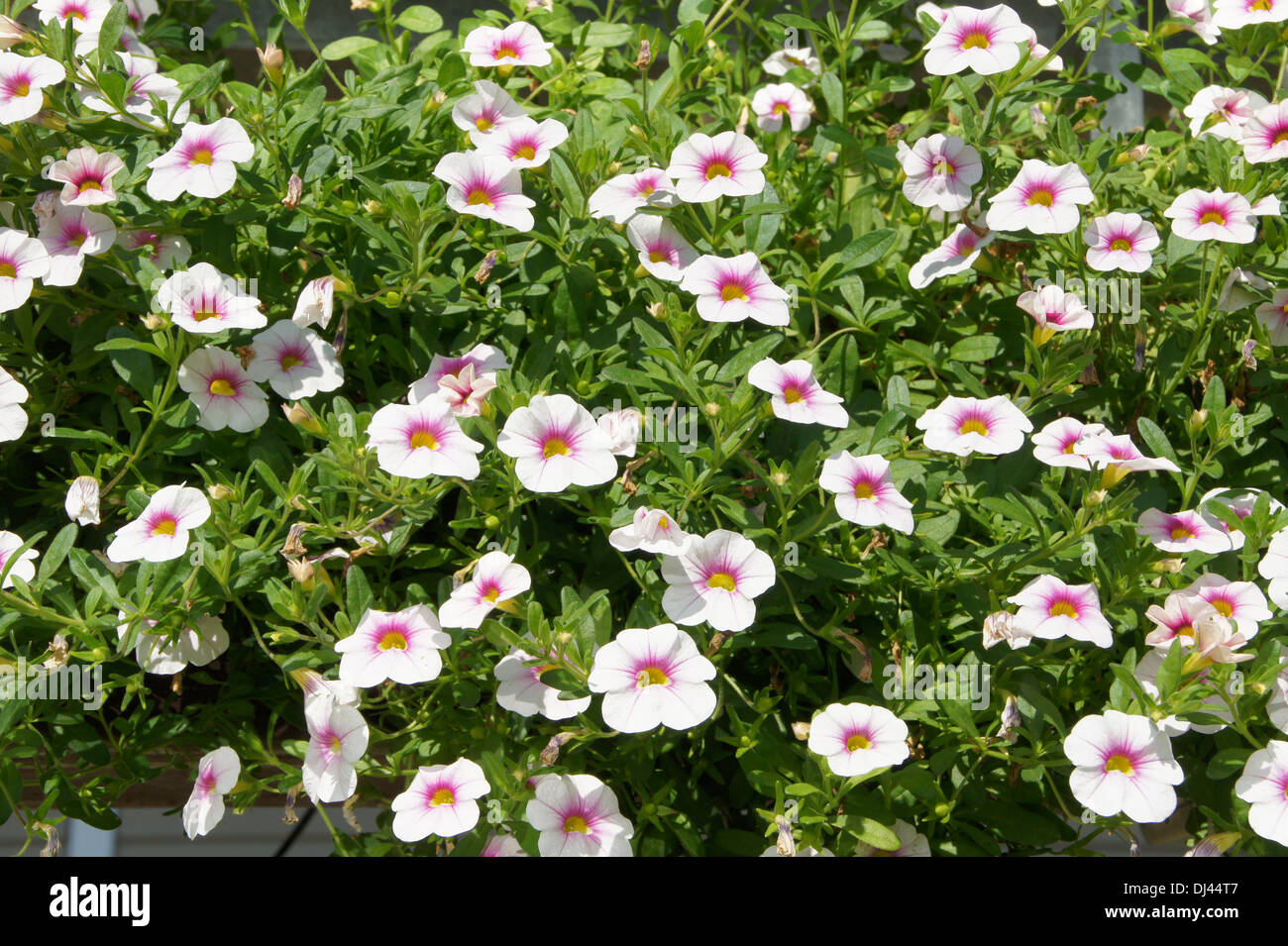Calibrachoa hi-res stock photography and images - Alamy