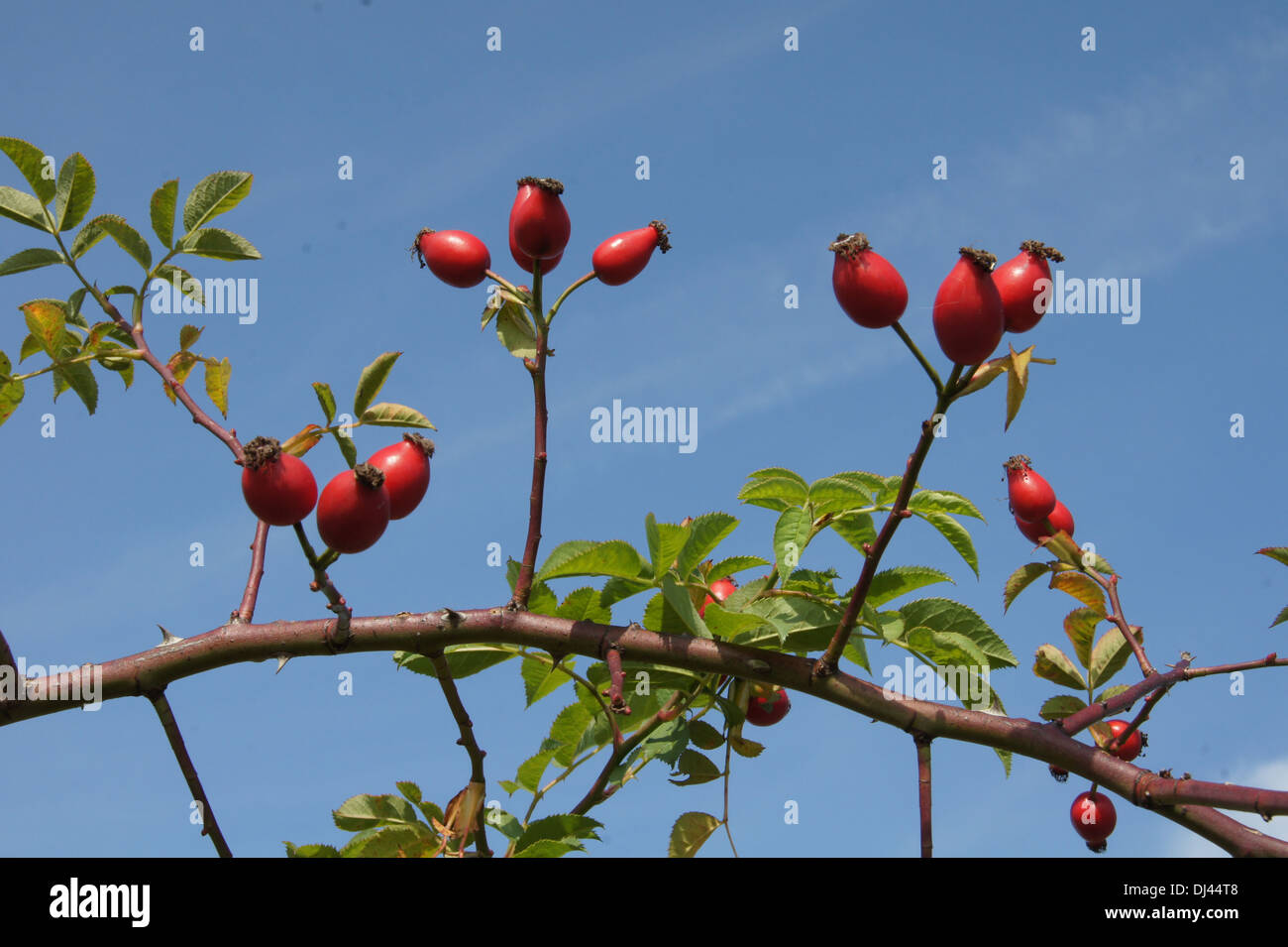 Rosa canina, Hundsrose, dogrose, Hagebutten Stock Photo - Alamy