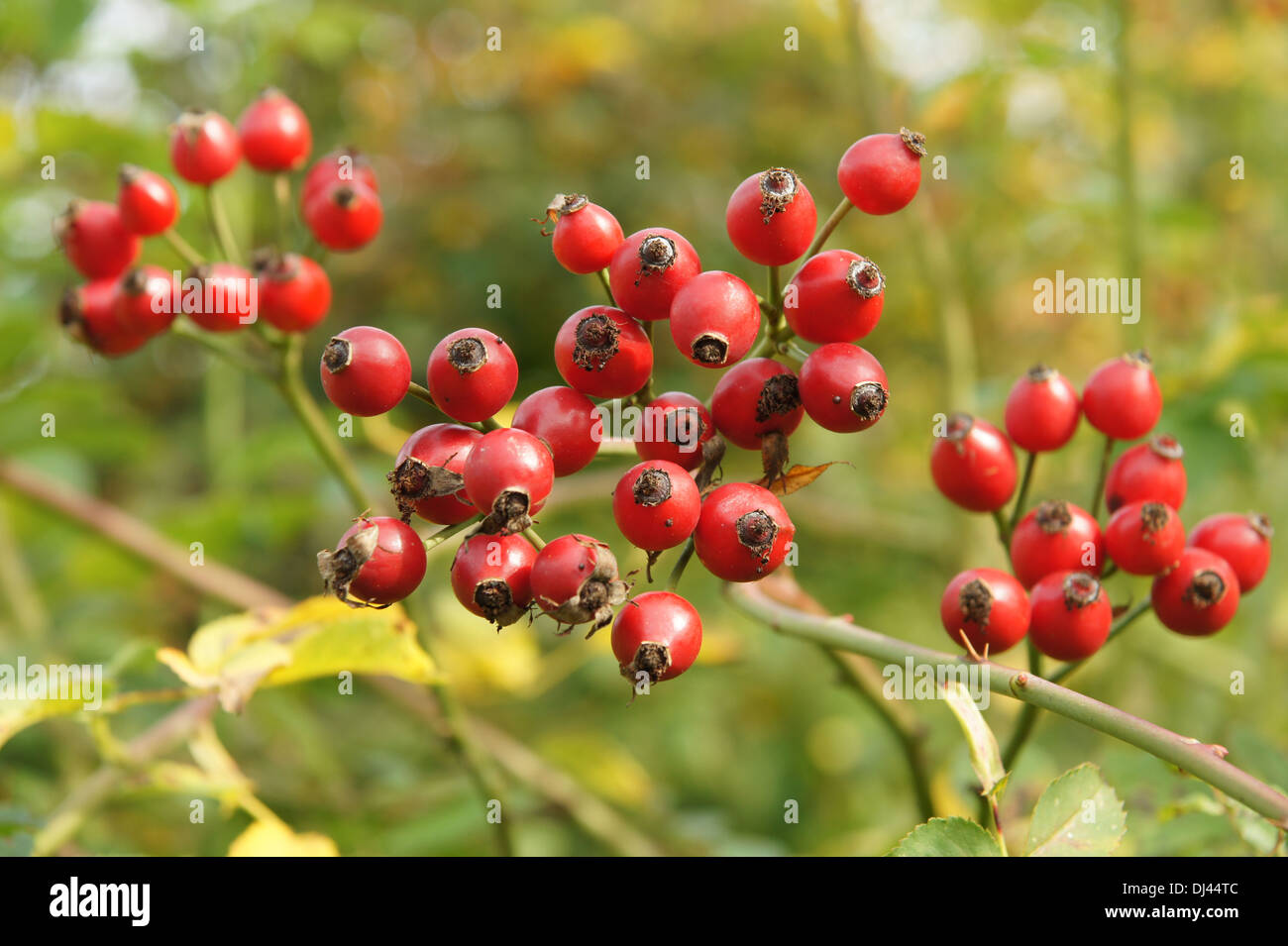 Rosa canina, Hundsrose, dogrose, Hagebutten Stock Photo - Alamy