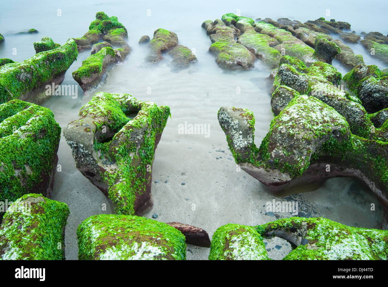 Full of seaweed hi-res stock photography and images - Alamy