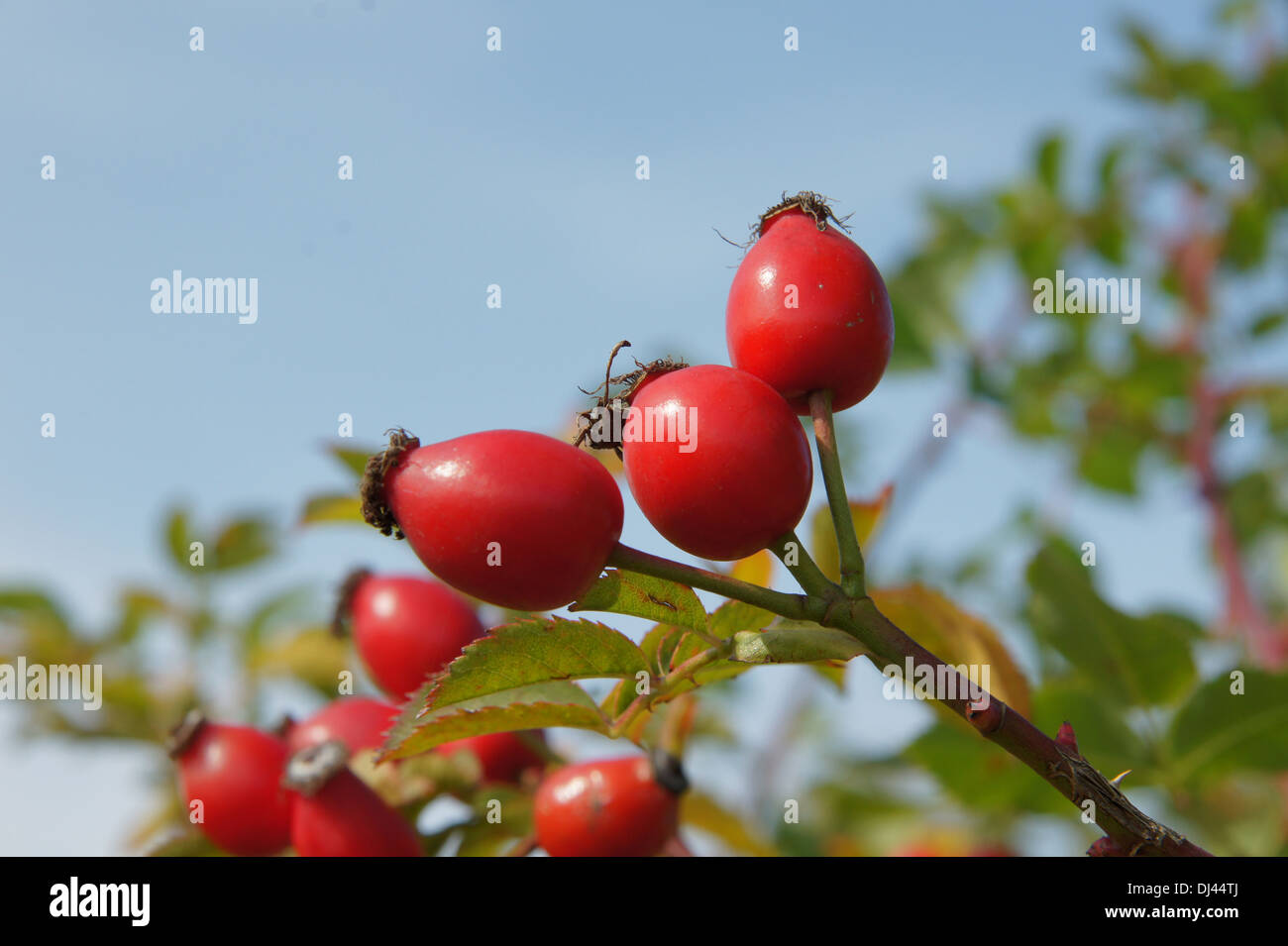 Rosa canina, Hundsrose, dogrose, Hagebutten Stock Photo - Alamy