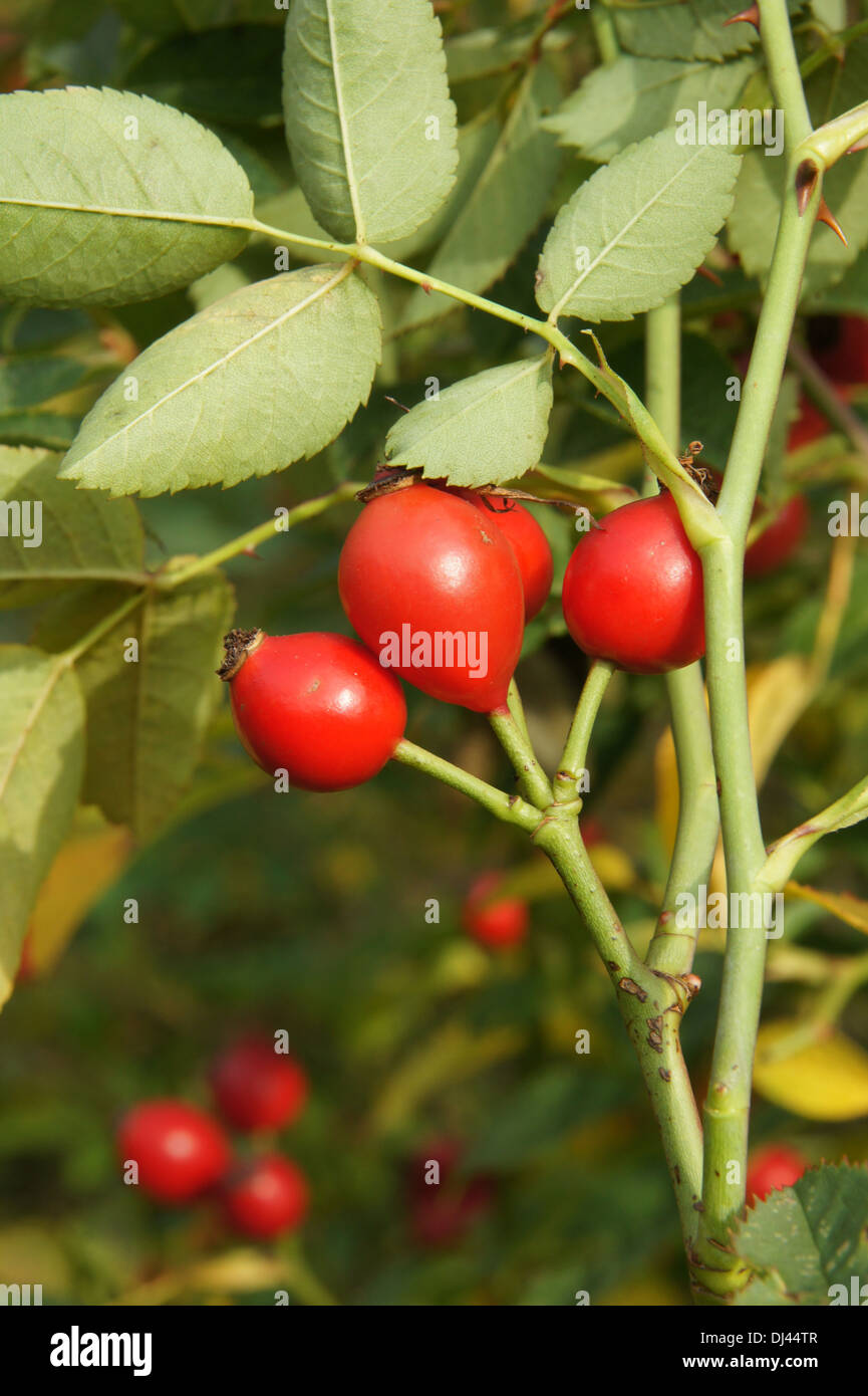 Rosa canina, Hundsrose, dogrose, Hagebutten Stock Photo - Alamy