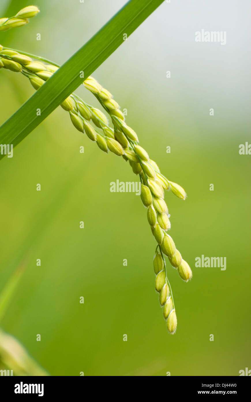 Gold Rice Paddy High Resolution Stock Photography and Images - Alamy
