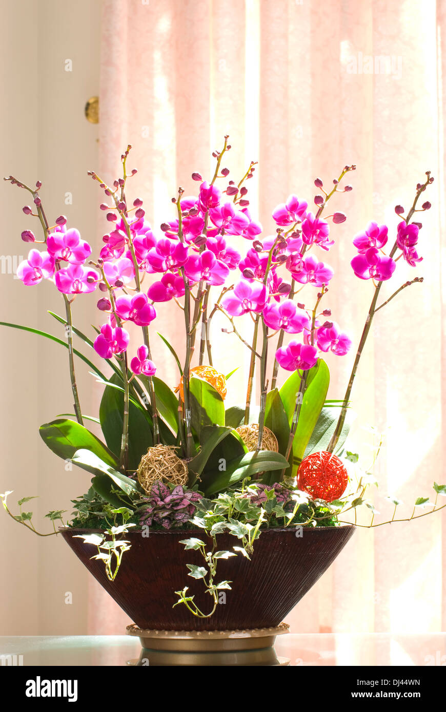 Pink orchids group in a flowerpot Stock Photo - Alamy