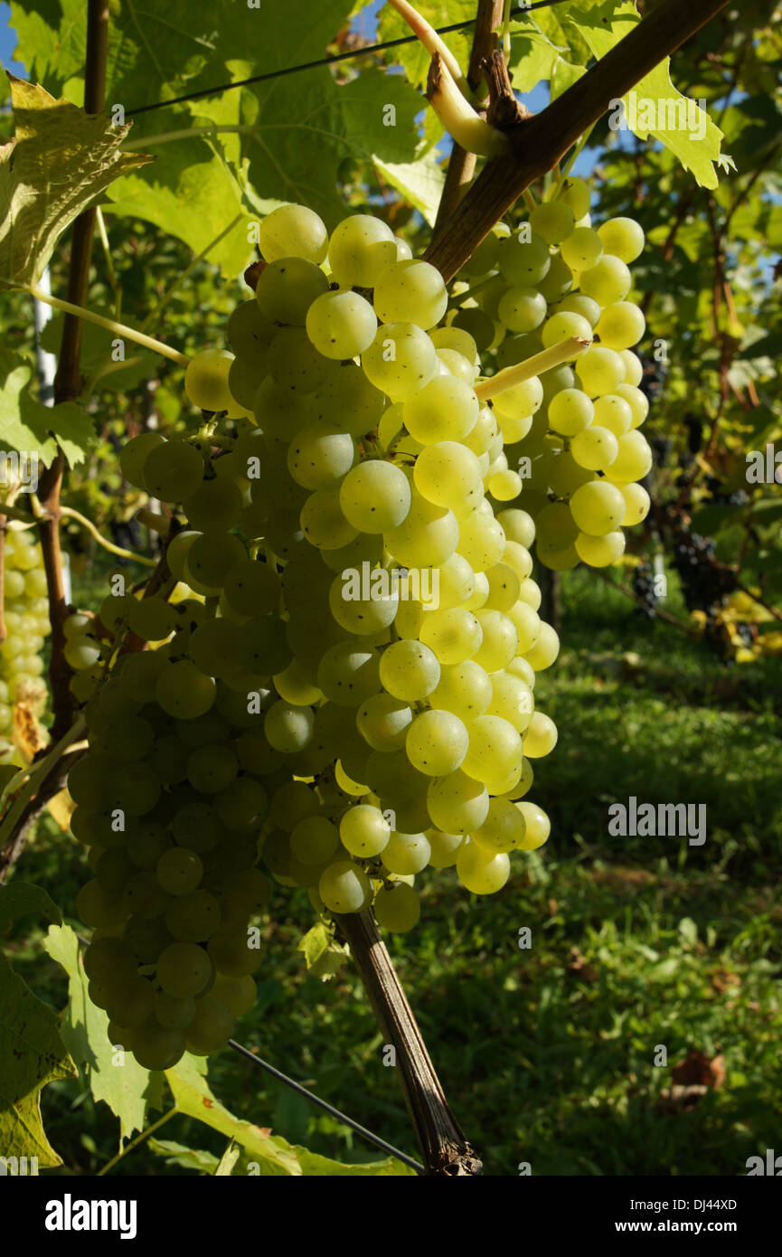 Vitis vinifera Silvaner, Weinrebe, grape vine Stock Photo - Alamy