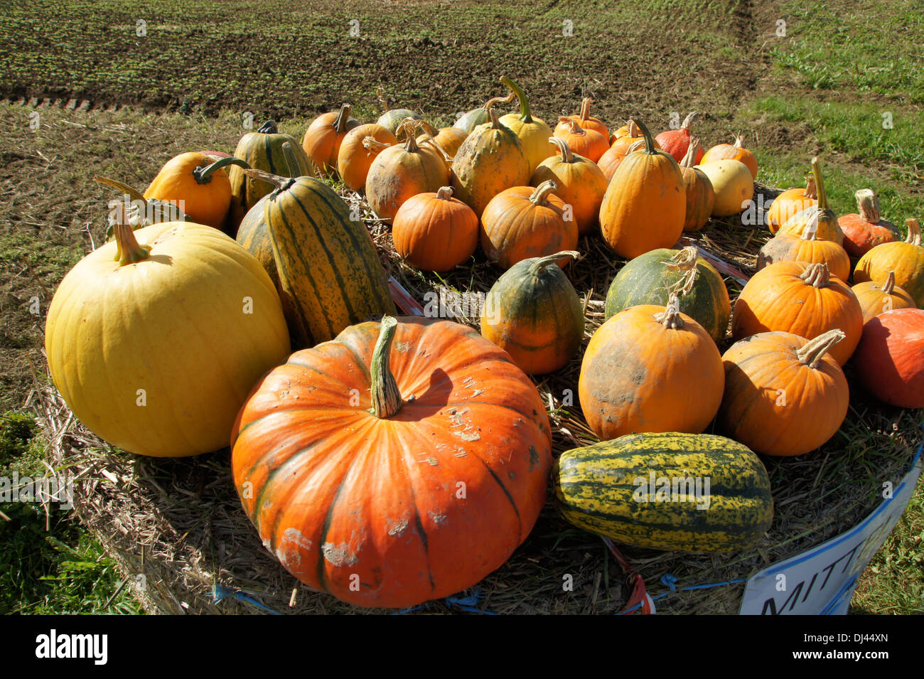 Cucurbita pepo, Kürbisse, pumpkins Stock Photo - Alamy
