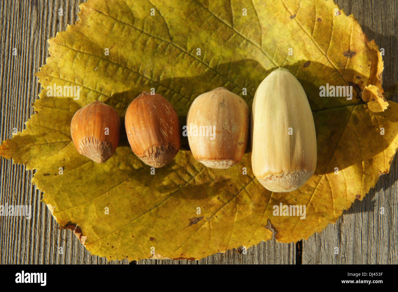 Baumhasel hi-res stock photography and images - Alamy