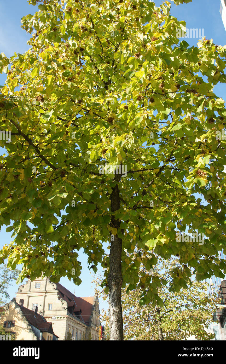 Turkish hazel corylus colurna hi-res stock photography and images - Alamy