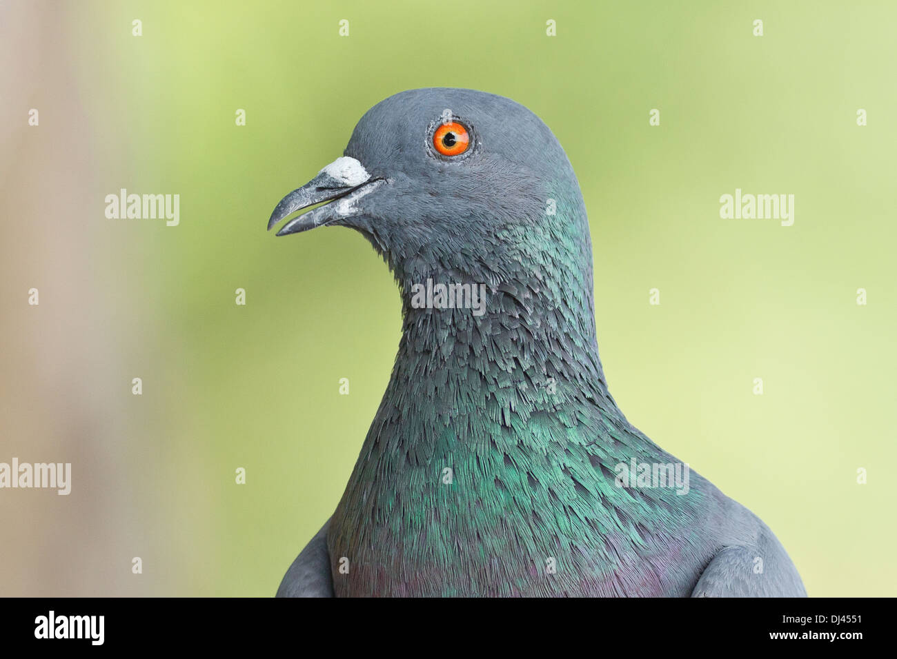 Domestic pigeon profile hi-res stock photography and images - Alamy
