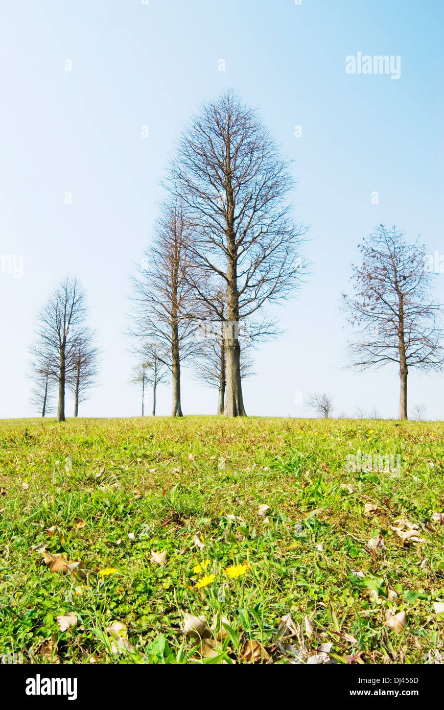 Spring is coming Stock Photo - Alamy