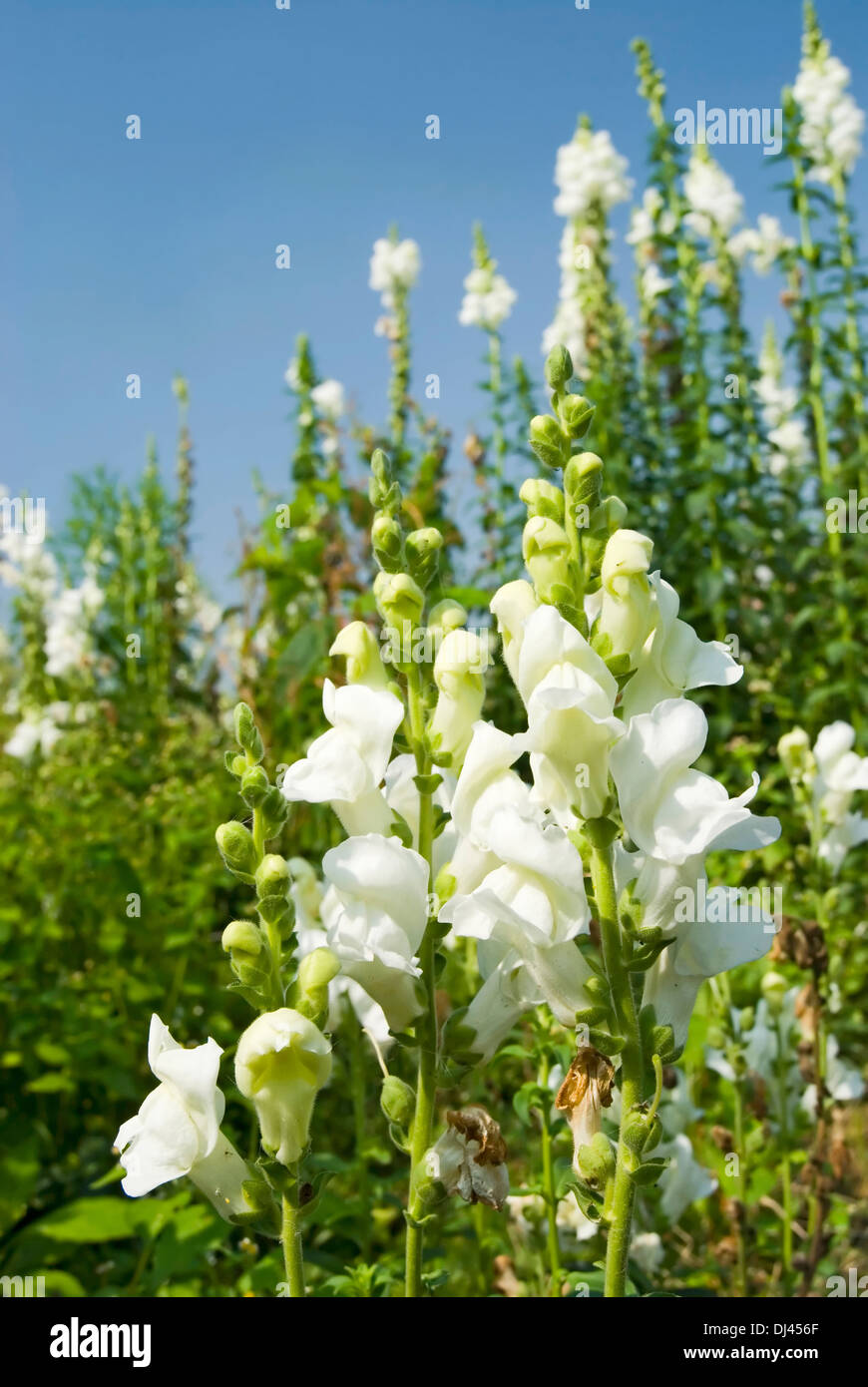 white Snapdragon flowers under blue sky Stock Photo - Alamy