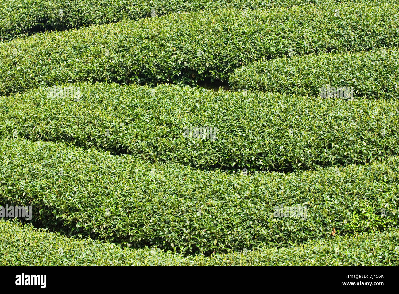 Rows of tea tree Stock Photo - Alamy