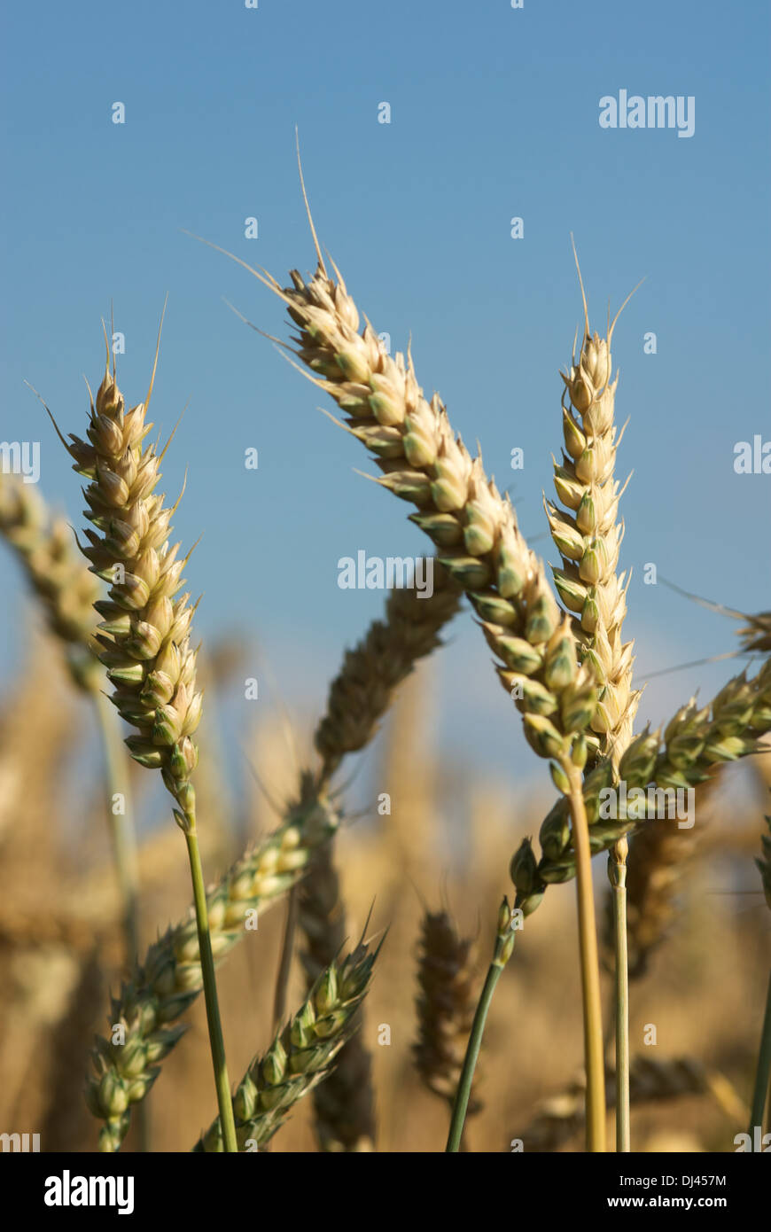 Corn ears hi-res stock photography and images - Alamy