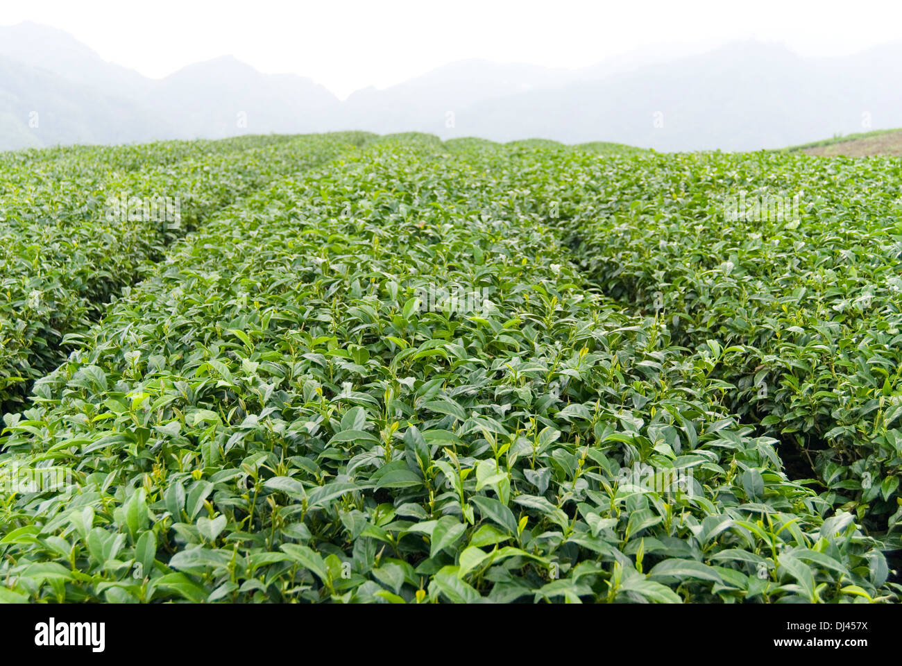 Japanese tea farm hi-res stock photography and images - Alamy