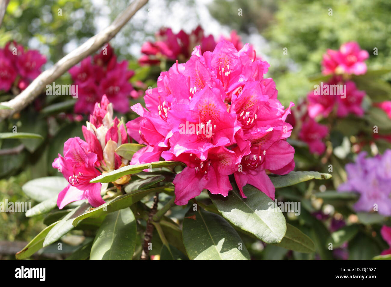 Red rhododendron hi-res stock photography and images - Alamy