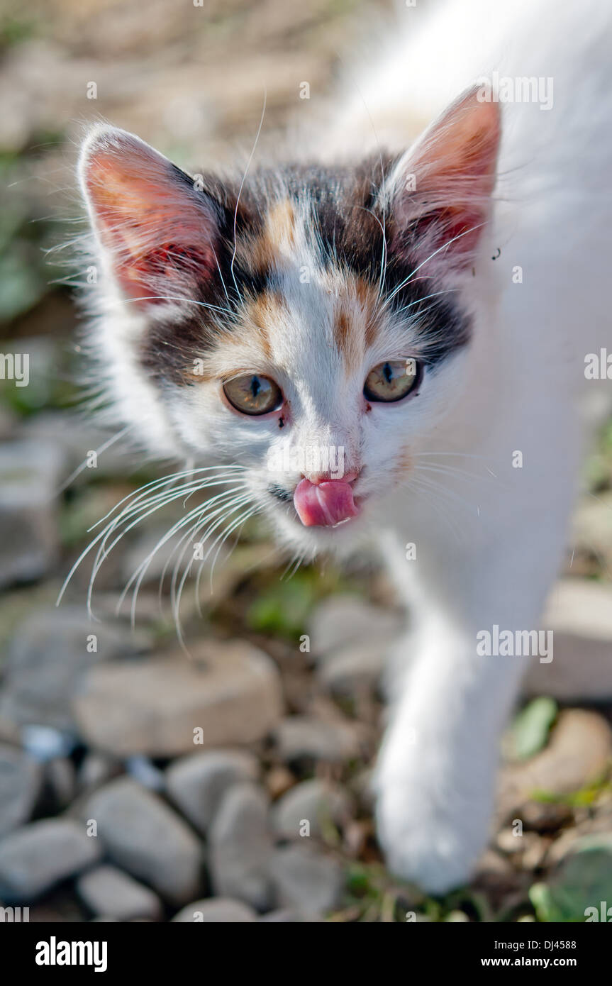 cat licks her lips Stock Photo - Alamy