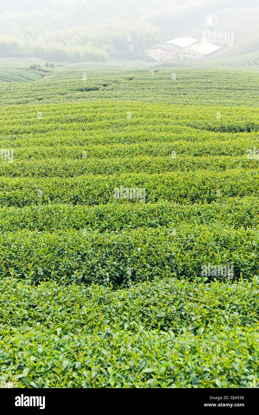 Tea trees on hill Stock Photo - Alamy