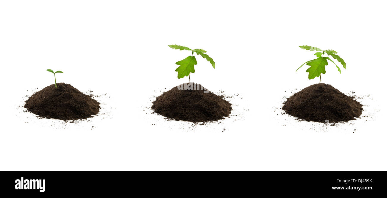 three oak trees against white background Stock Photo - Alamy