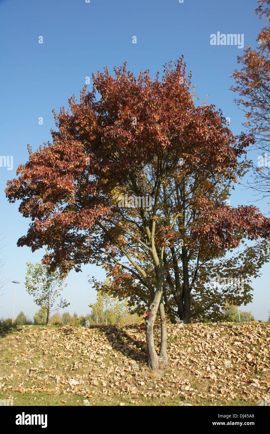 Acer ginnala, Feuerahorn, amur maple Stock Photo - Alamy