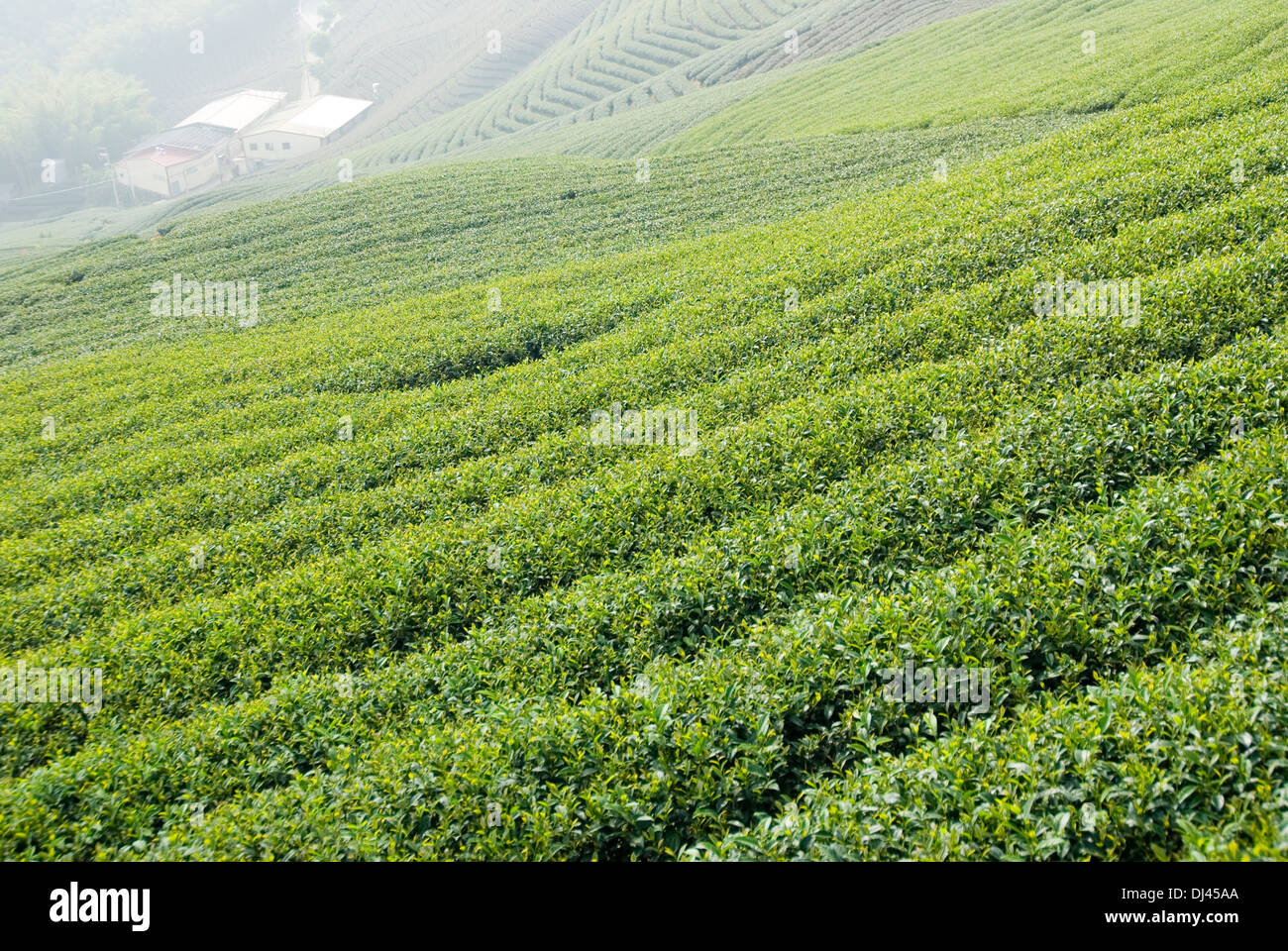Japanese tea farm hi-res stock photography and images - Alamy