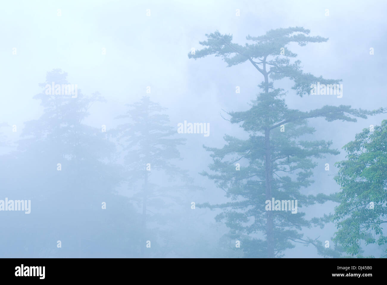 Deep woodland hi-res stock photography and images - Alamy