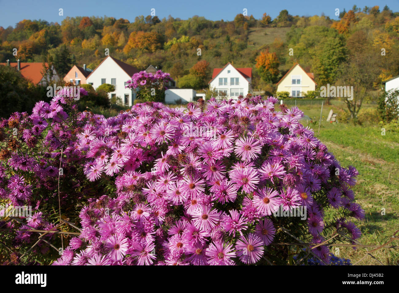Aster sorten hi-res stock photography and images - Alamy