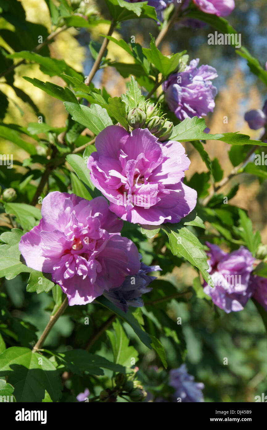 Shrub althea hi-res stock photography and images - Alamy