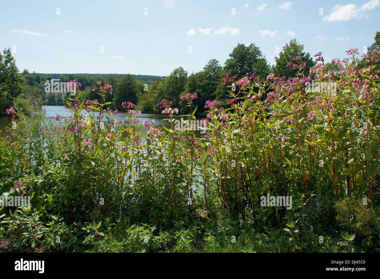 Himalayan balsam hi-res stock photography and images - Alamy
