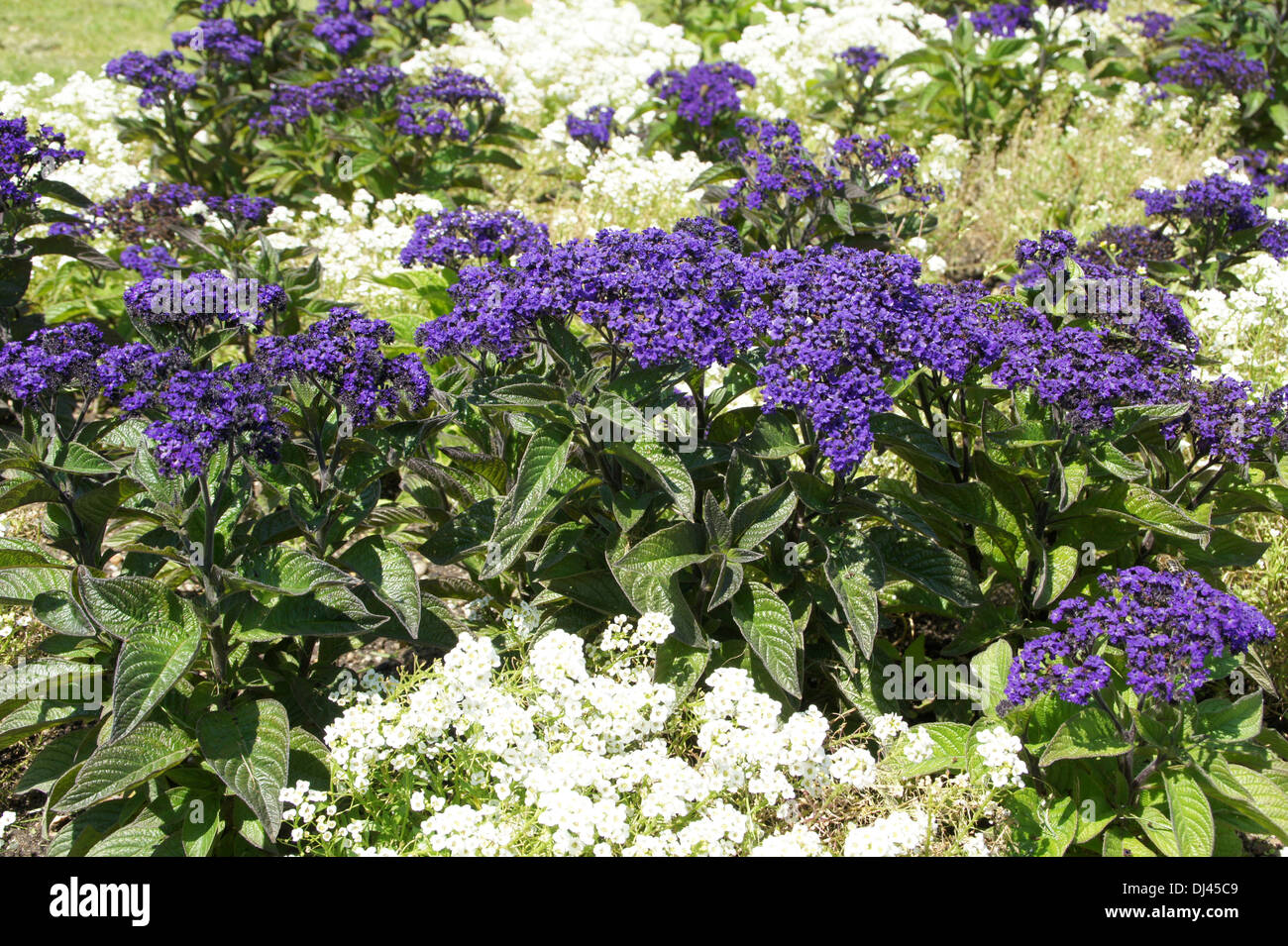 Heliotrop hi-res stock photography and images - Alamy