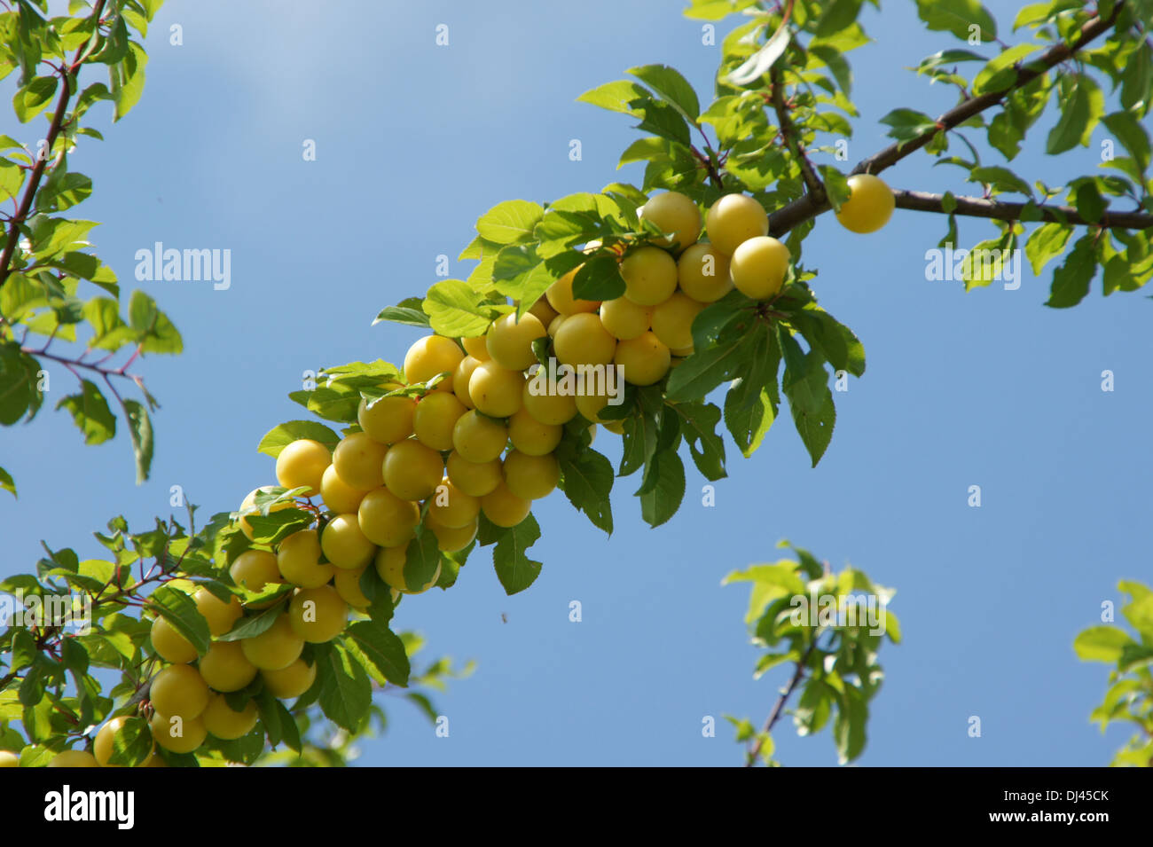 Mirabelle plum hi-res stock photography and images - Alamy