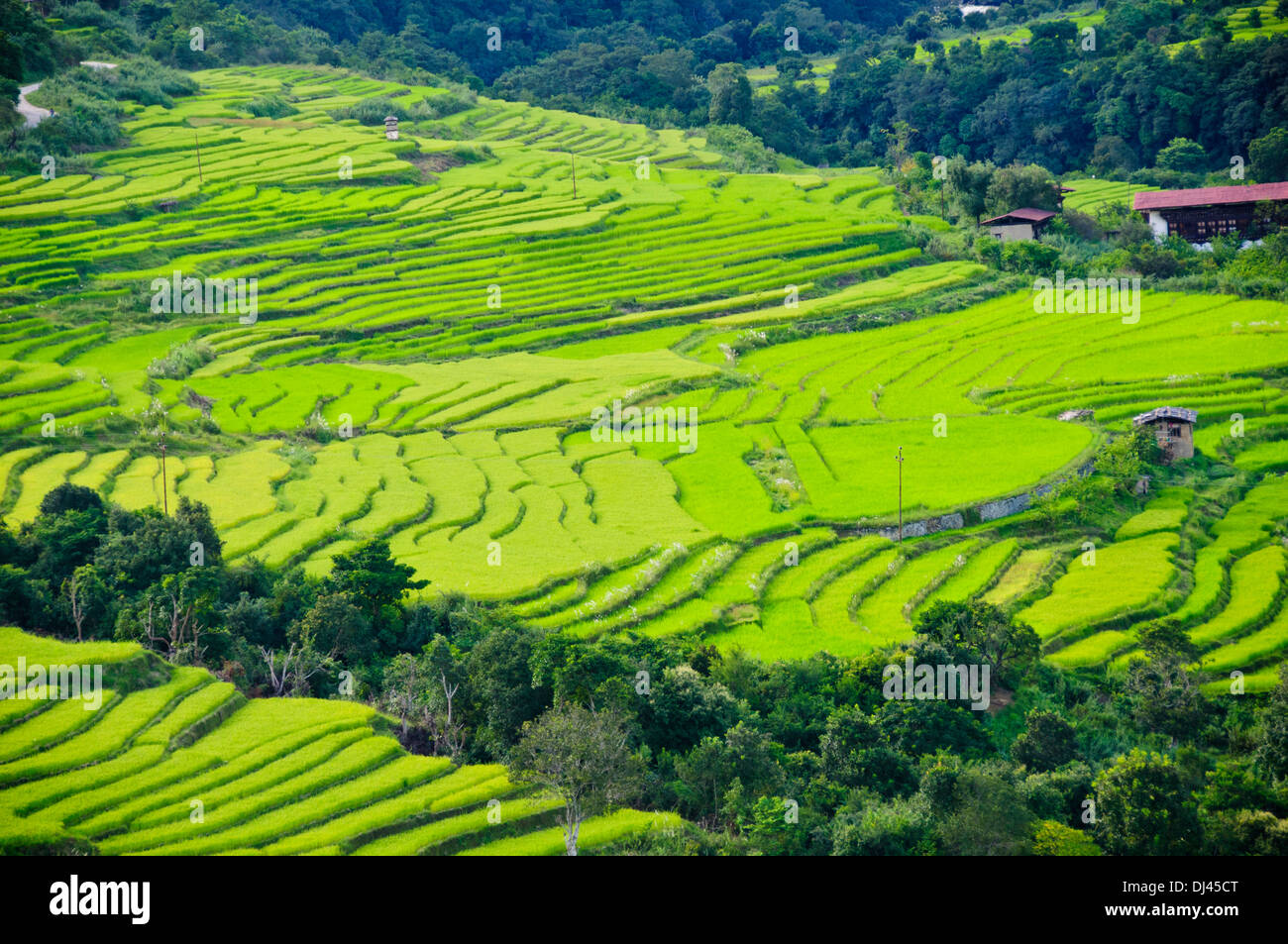 Uma Punakha Hotel views,Cascading rice Paddies,Terracing,Mo Chhu River ...