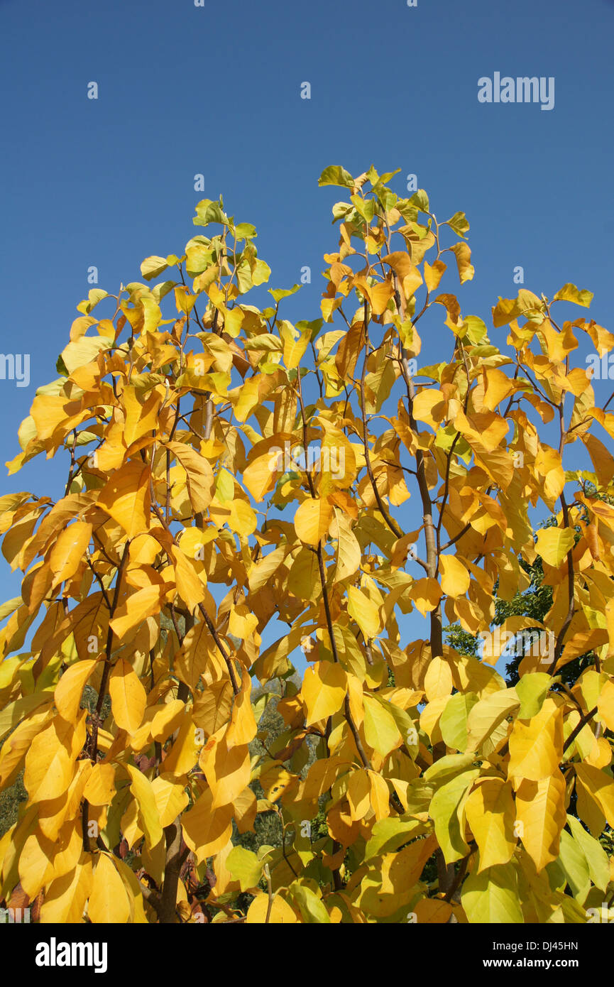 Yulanmagnolie Magnolia Denudata Wei