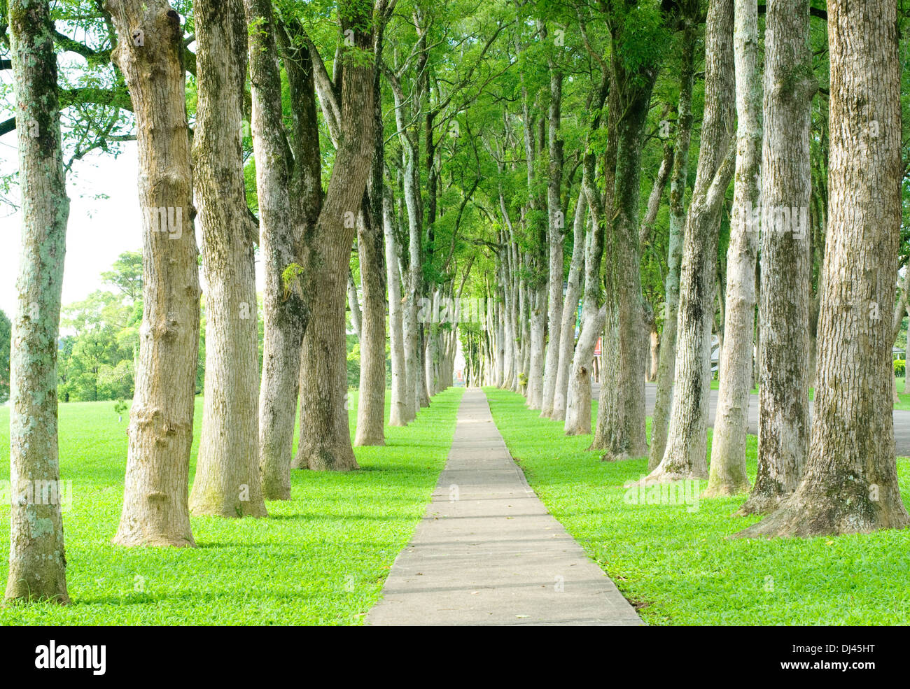 road through row of trees Stock Photo - Alamy