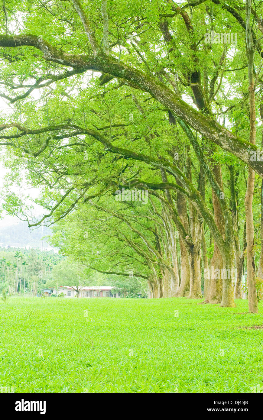 Wide trees hi-res stock photography and images - Alamy