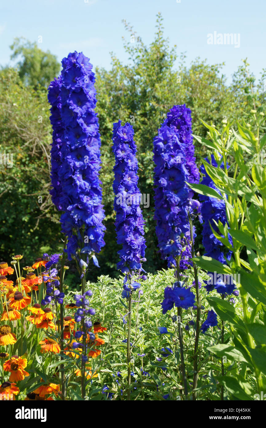 Larkspur hi-res stock photography and images - Alamy