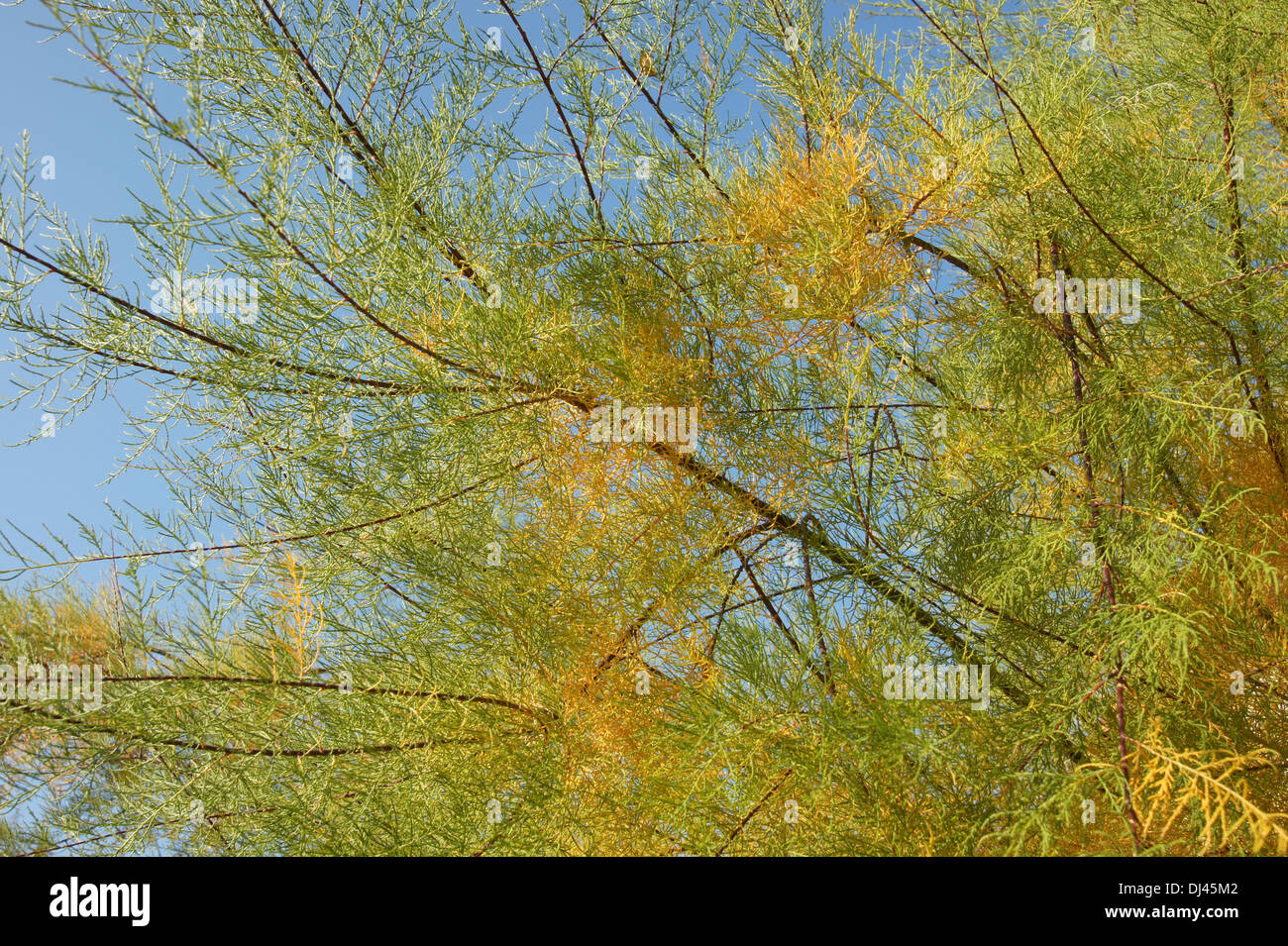 Tamarix parviflora, Tamariske, tamarisk Stock Photo - Alamy